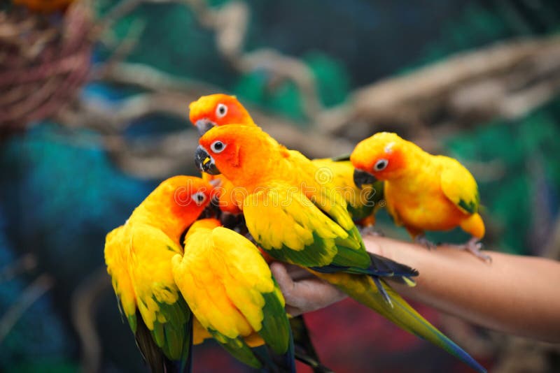 Bright Multi-colored Parrots Sit on a Branch Stock Photo - Image of ...