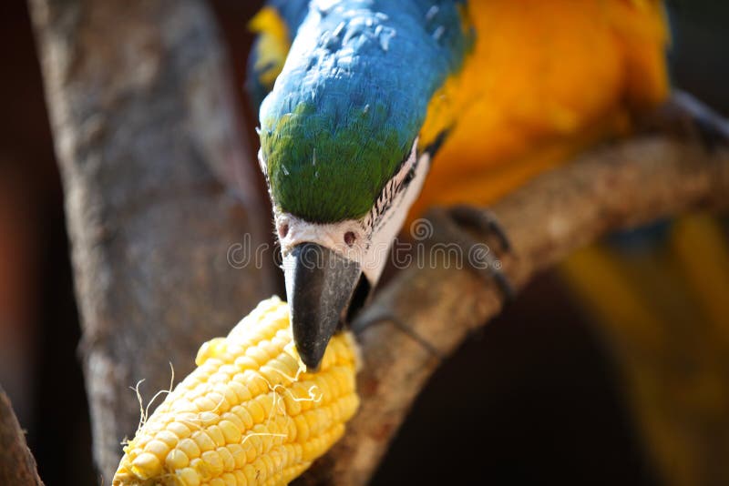 Bright Multi-colored Parrots Sit on a Branch Stock Image - Image of ...