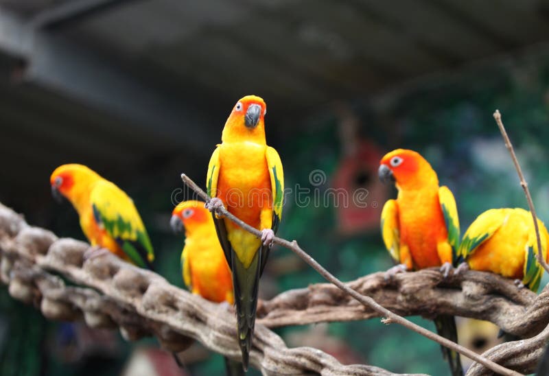Bright Multi-colored Parrots Sit on a Branch Stock Photo - Image of ...