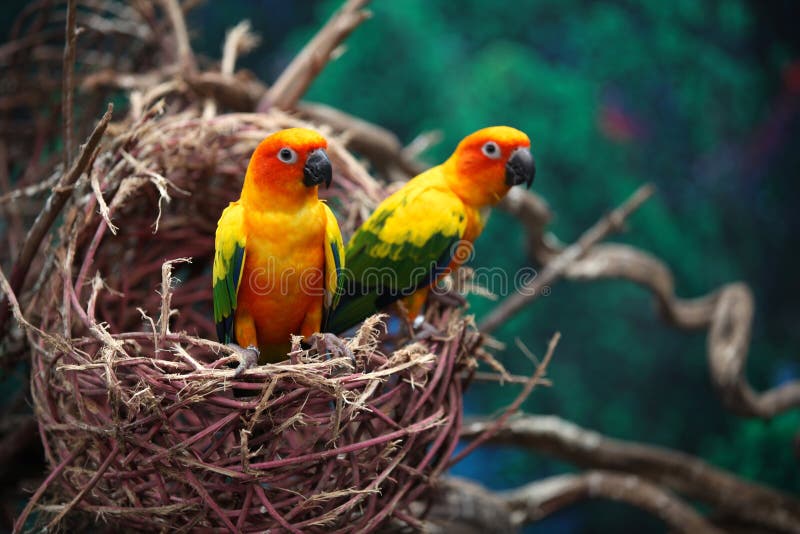Bright Multi-colored Parrots Sit on a Branch Stock Photo - Image of ...