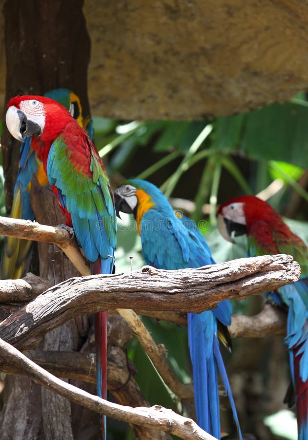 Bright Multi-colored Parrots Sit on a Branch Stock Image - Image of ...