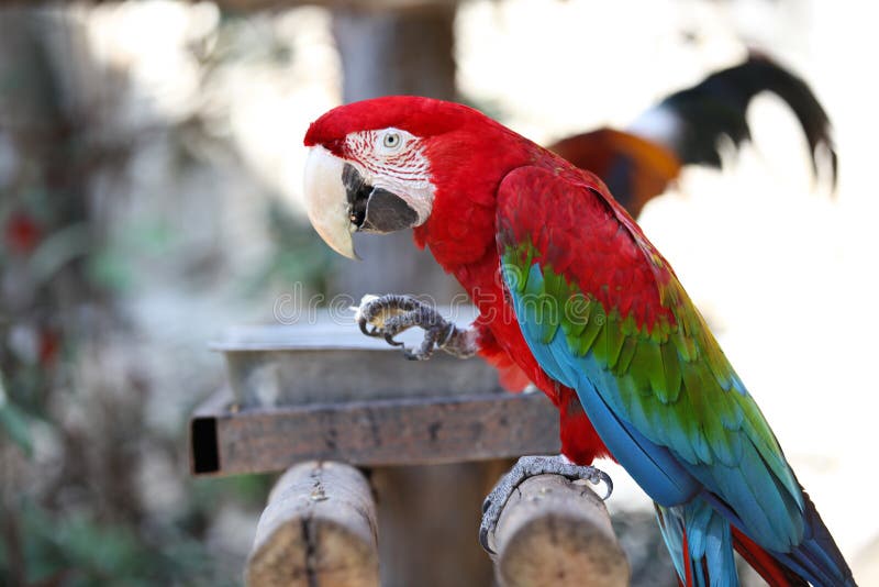 Bright Multi-colored Parrots Sit on a Branch Stock Image - Image of ...
