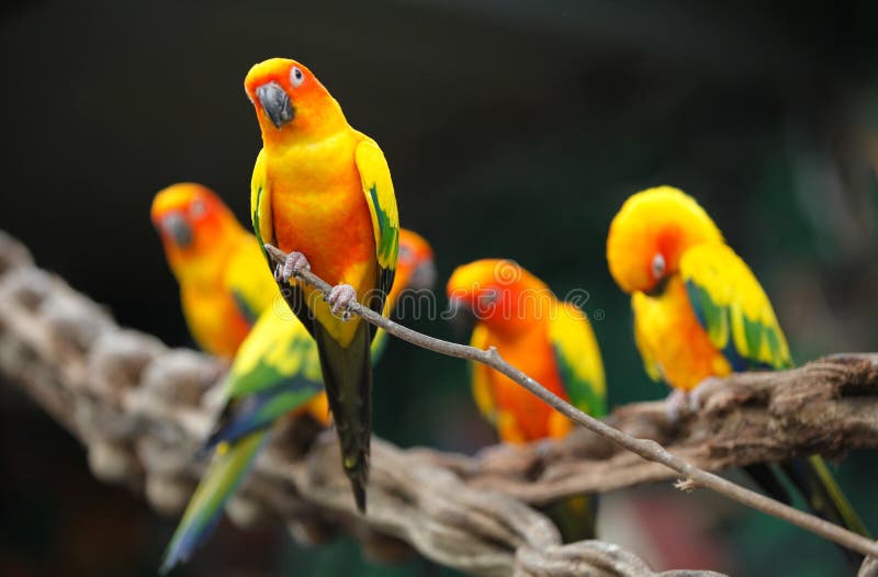 Bright Multi-colored Parrots Sit on a Branch Stock Image - Image of ...