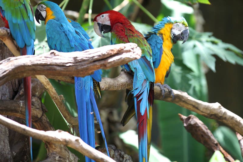 Bright Multi-colored Parrots Sit on a Branch Stock Image - Image of ...