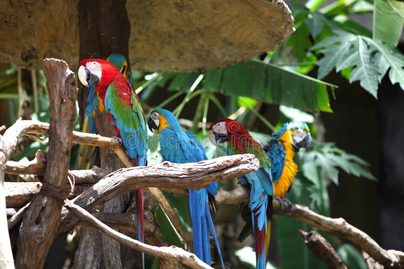 Bright Multi-colored Parrots Sit on a Branch Stock Image - Image of ...