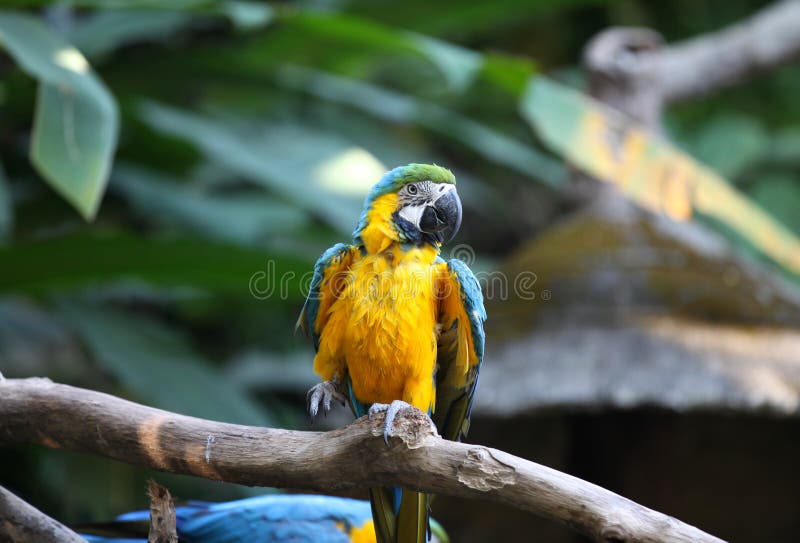 Bright Multi-colored Parrots Sit on a Branch Stock Photo - Image of ...