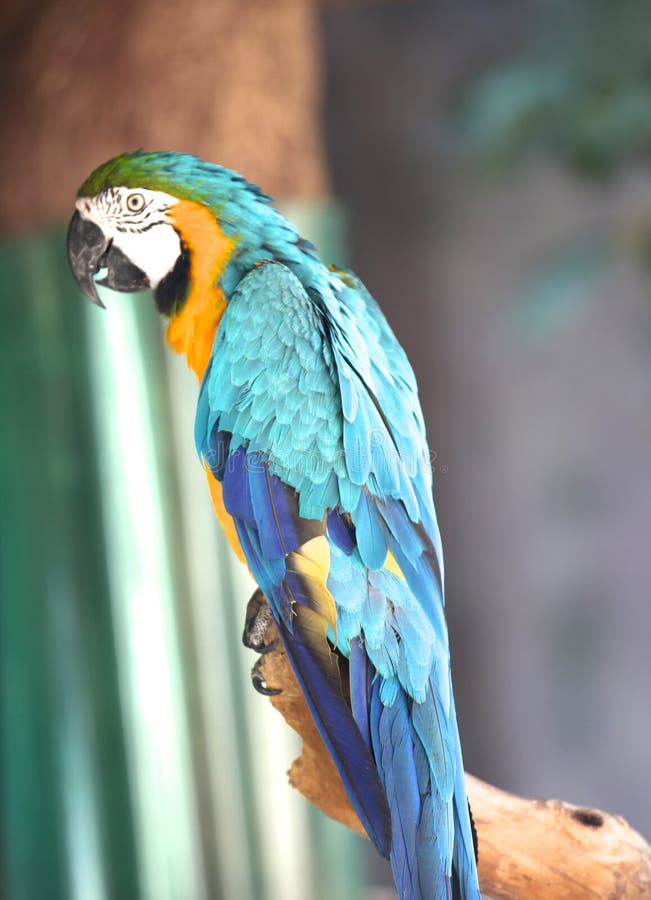 Bright Multi-colored Parrots Sit on a Branch Stock Image - Image of ...