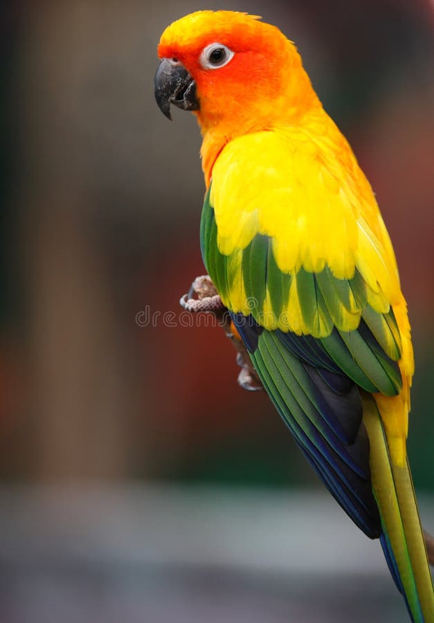 Bright Multi-colored Parrots Sit on a Branch Stock Image - Image of ...