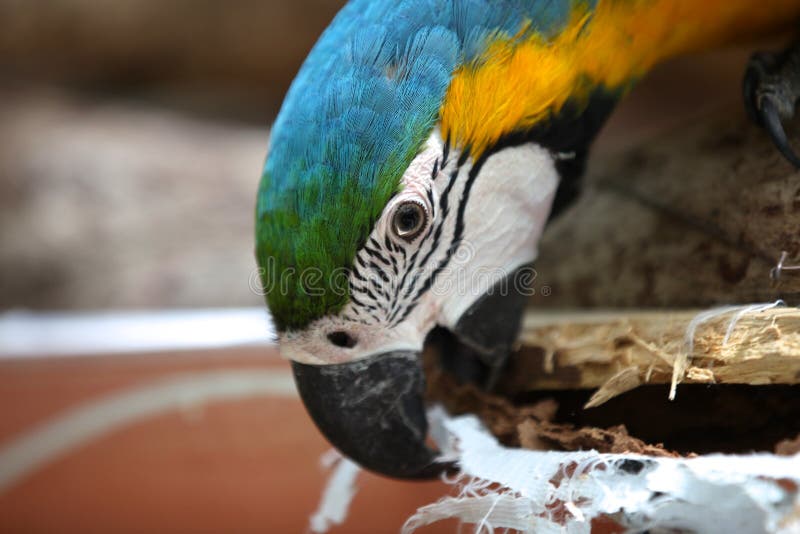 Bright Multi-colored Parrots Sit on a Branch Stock Photo - Image of ...