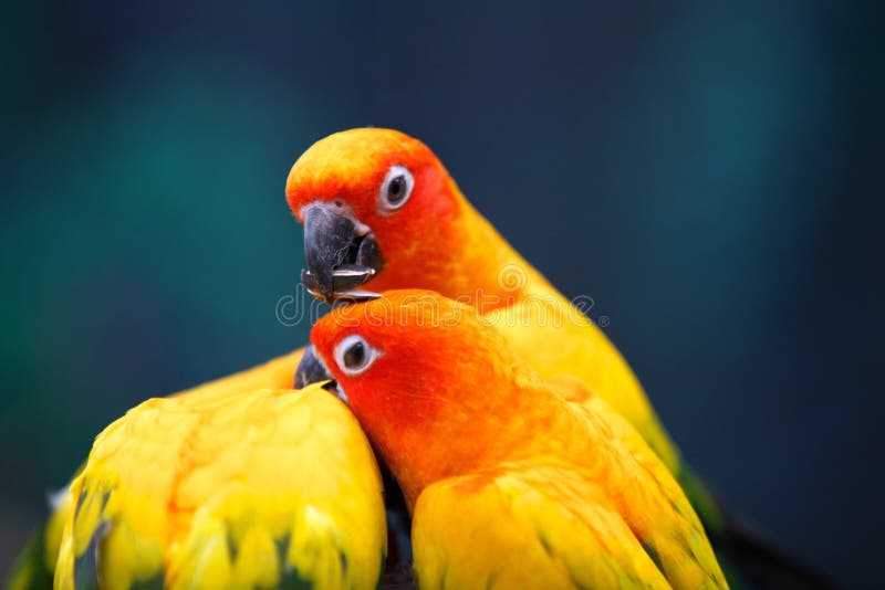 Bright Multi-colored Parrots Sit on a Branch Stock Photo - Image of ...
