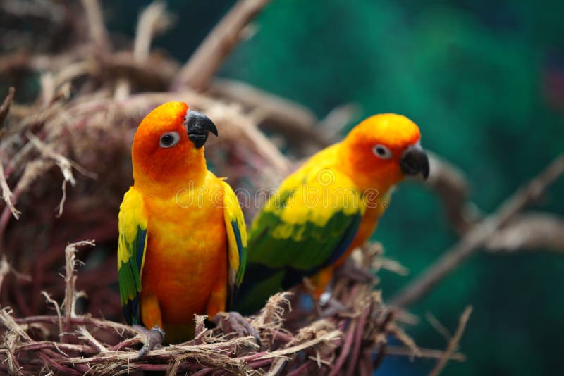 Bright Multi-colored Parrots Sit on a Branch Stock Image - Image of ...