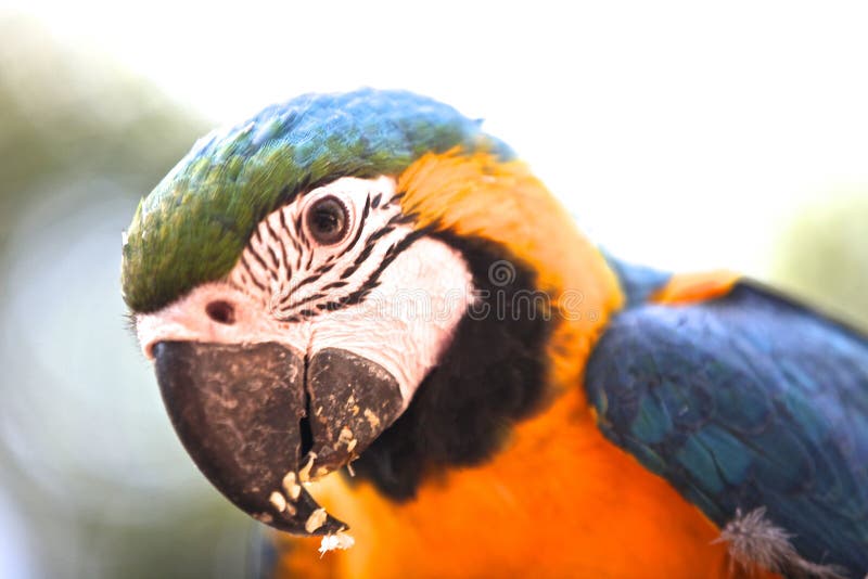 Bright Multi-colored Parrots Sit on a Branch Stock Image - Image of ...