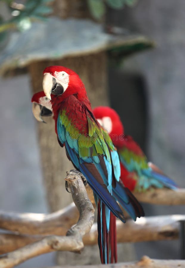 Bright Multi-colored Parrots Sit on a Branch Stock Photo - Image of ...