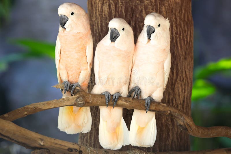 Bright Multi-colored Parrots Sit on a Branch Stock Photo - Image of ...