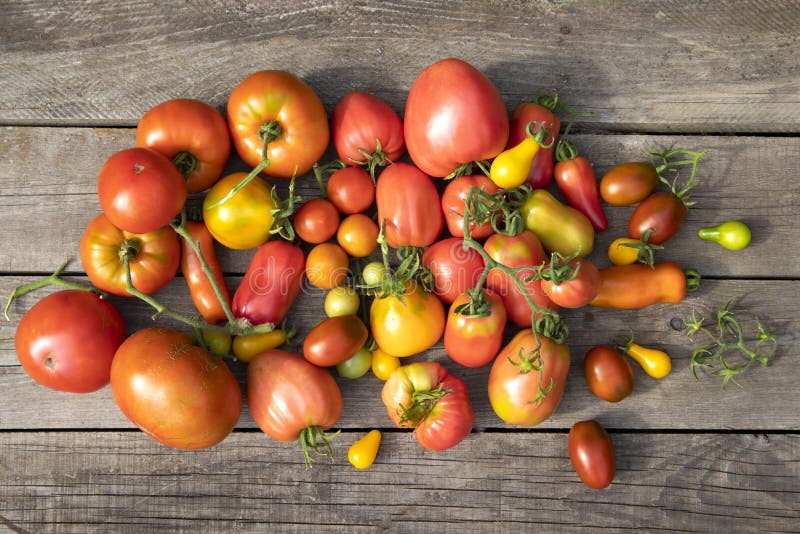 Bright Multi-colored Tomatoes of Different Sizes on a Wooden Gray ...