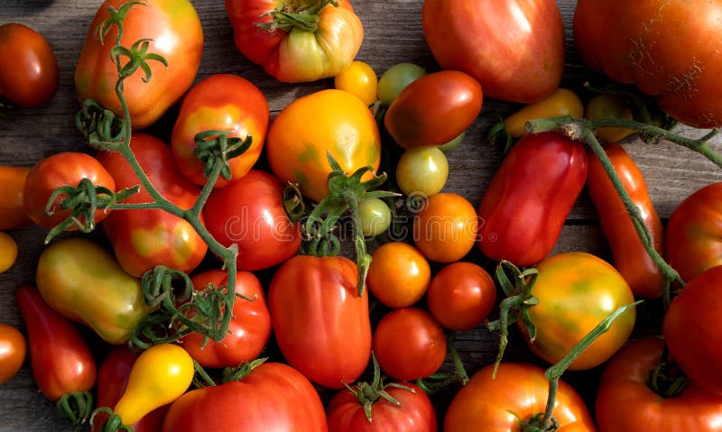 Bright Multi-colored Tomatoes of Different Sizes on a Wooden Gray ...