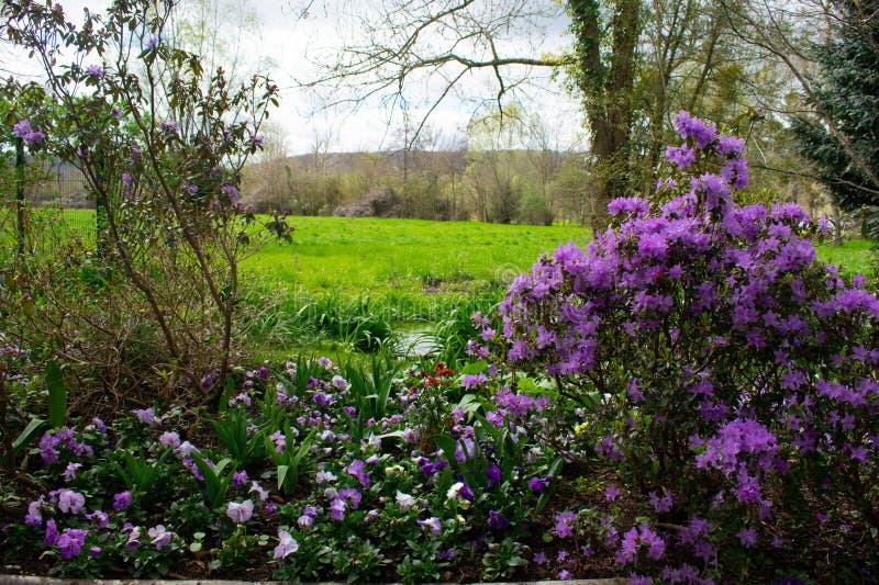 Bright Multi-colored Tulips in Bloom in Monets Garden during Spring ...