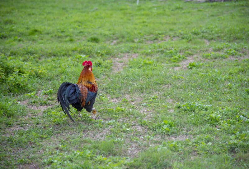 A Multicolored Rooster Walks on the Grass on a Farm. Stock Photo ...