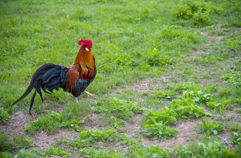 A Multicolored Rooster Walks on the Grass on a Farm. Stock Photo ...