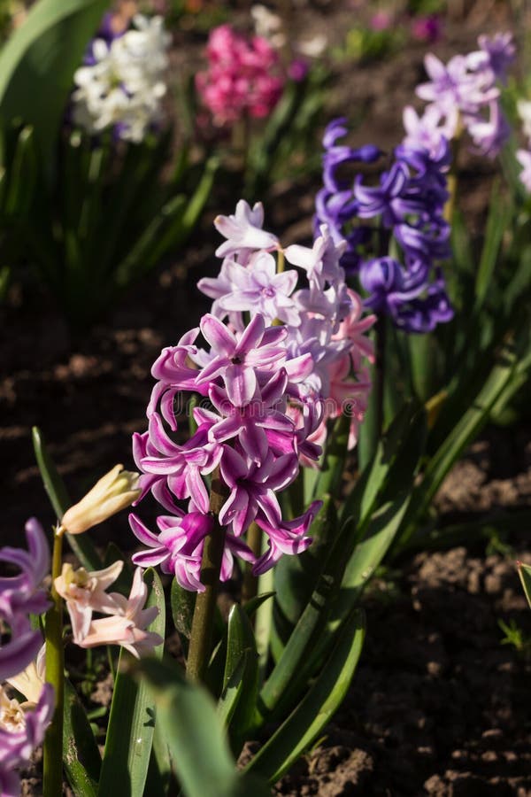 Bright Multicoloured Hyacinths Pink Purple White Flowers Spring Background Stock Photos - Free ...