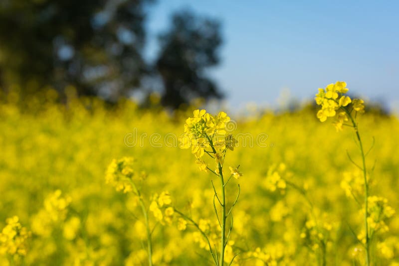 Bright Mustard Flowers stock photo. Image of green, outdoors - 2193838