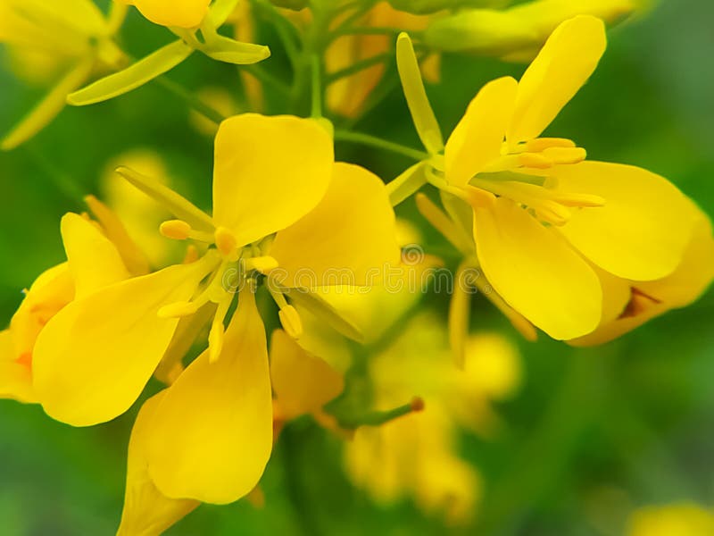 Bright Mustard Flowers on a Green Background Stock Photo - Image of ...