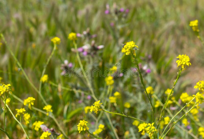 Bright Mustard Flowers stock photo. Image of season, bright - 91500704