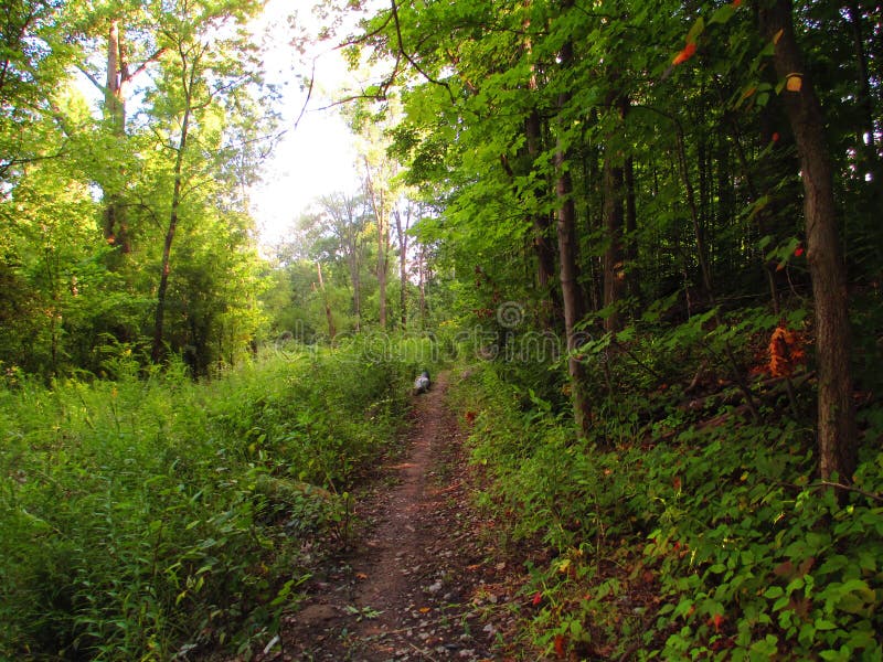 Bright Narrow Forest Path stock image. Image of light - 52466399