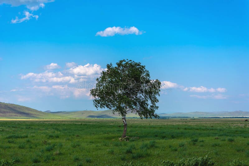A Bright Natural Background with a Lone Tree. a Lonely Birch Tree ...