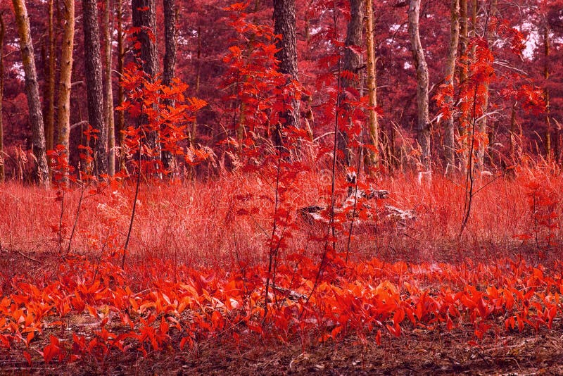 Bright Nature of Autumn Painted in Red and Orange Plants Stock Image ...