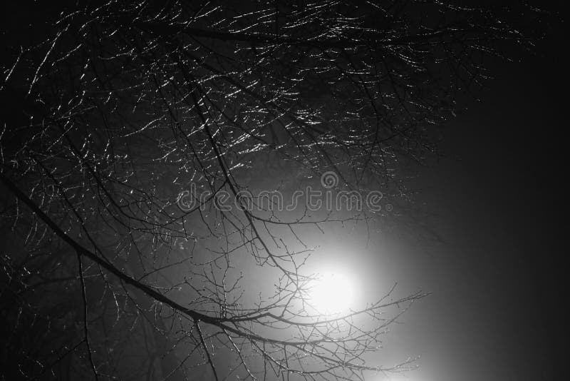 Bright Night Light of Lantern with Bare Branches Stock Image - Image of ...