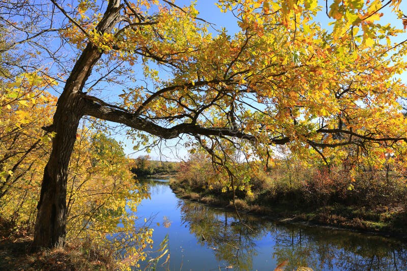 Bright oak tree over river stock photo. Image of river - 353310930