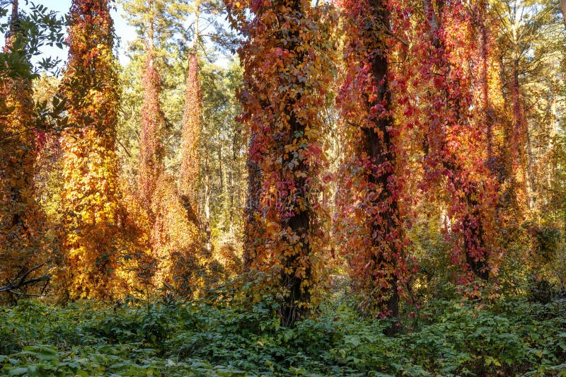 Bright October in the Forest Stock Image - Image of golden, beautiful ...
