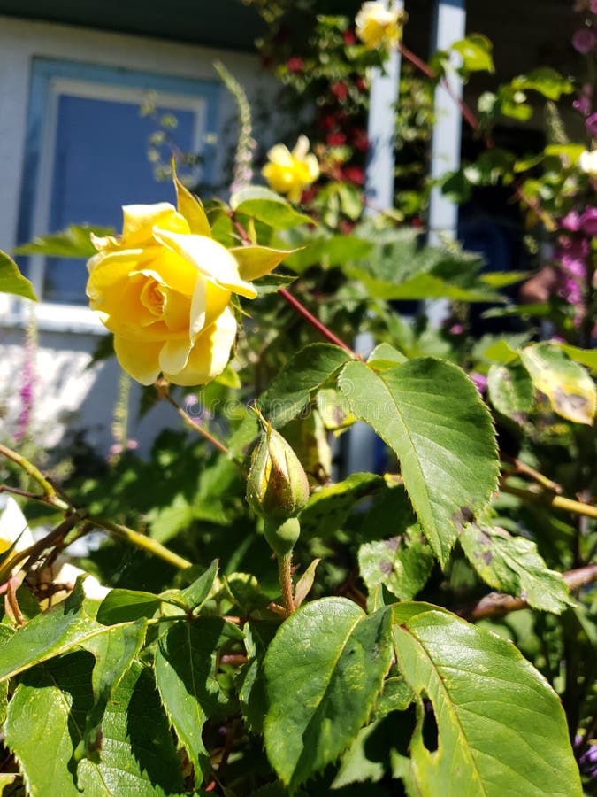 Bright opened yellow rose stock image. Image of yellow - 221448815