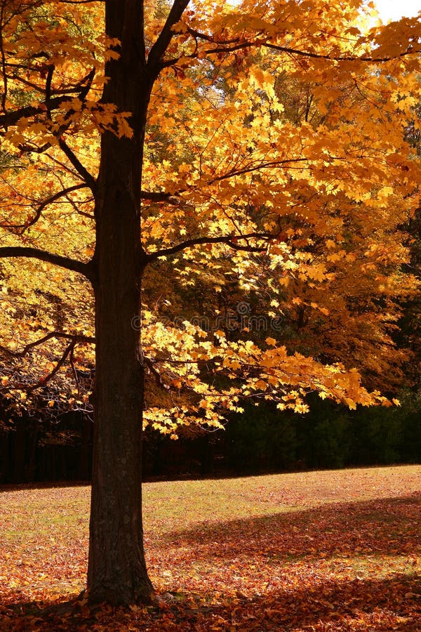 Bright Orange stock image. Image of path, orange, beautiful - 328453