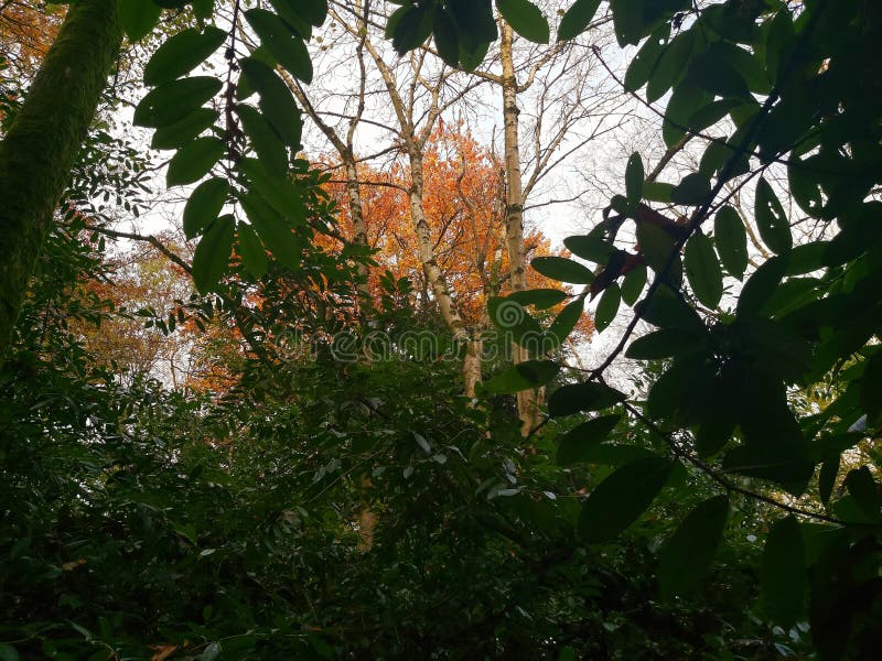Bright Orange Autumn Trees through the Forest Laurel Stock Image ...