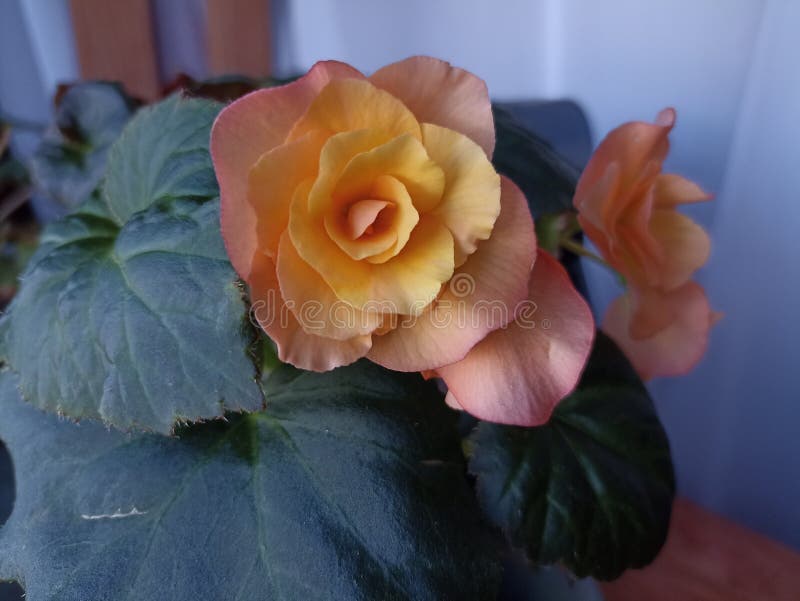 Bright Orange Begonia Flower. Stock Photo - Image of summer, season ...