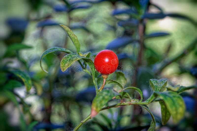 Orange Gum Berry Tree in India. Gumberry, Locally Known As Gunda or ...