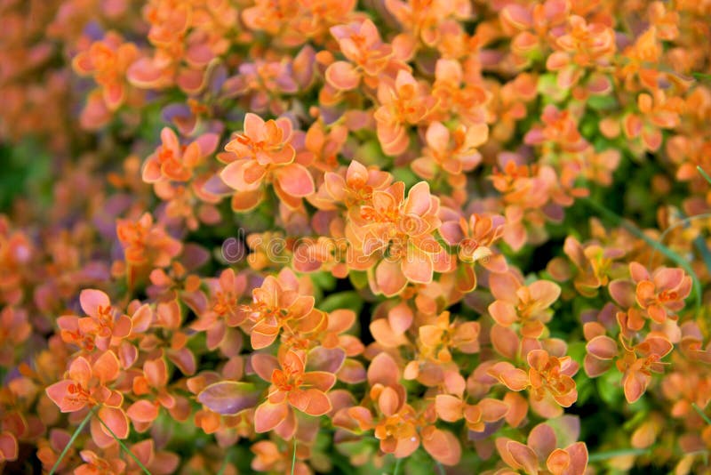Bright orange bush stock image. Image of garden, color - 55574707