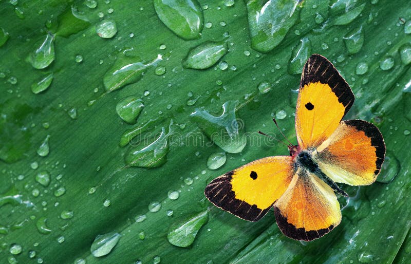 Bright Orange Butterfly on a Green Leaf in Dew Drops Stock Photo ...