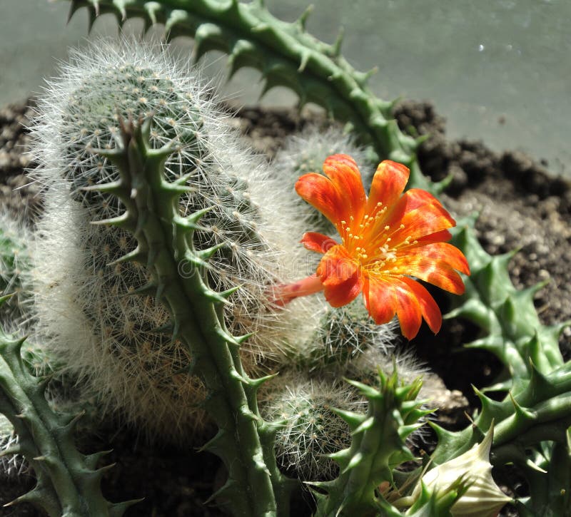 Bright Orange Cactus Flower Stock Image - Image of plants, pattern ...