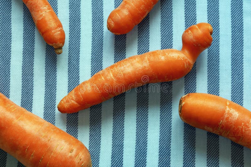 Fresh Curved Carrot on Blue Background. Ugly Vegetables Stock Photo ...