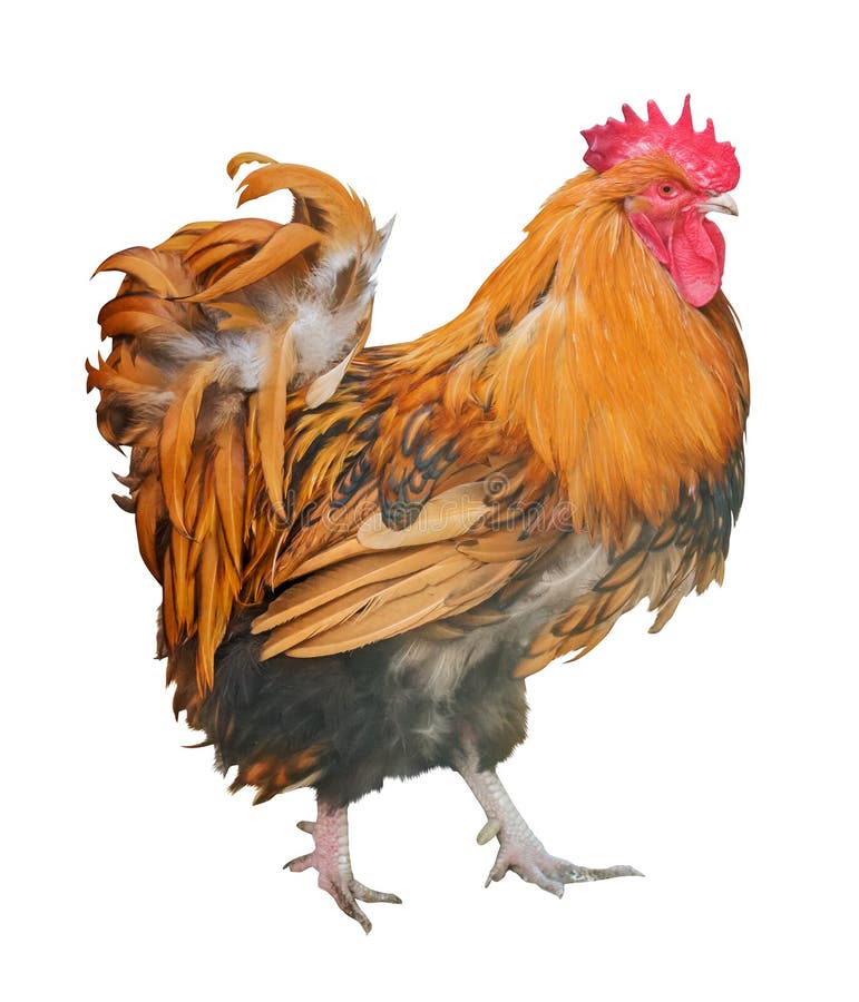 Bright Orange Color Large Rooster on White Stock Photo - Image of ...