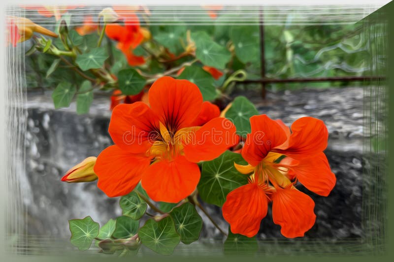Bright Orange Colored Flowers Glowing Stock Photo - Image of herb, leaf ...