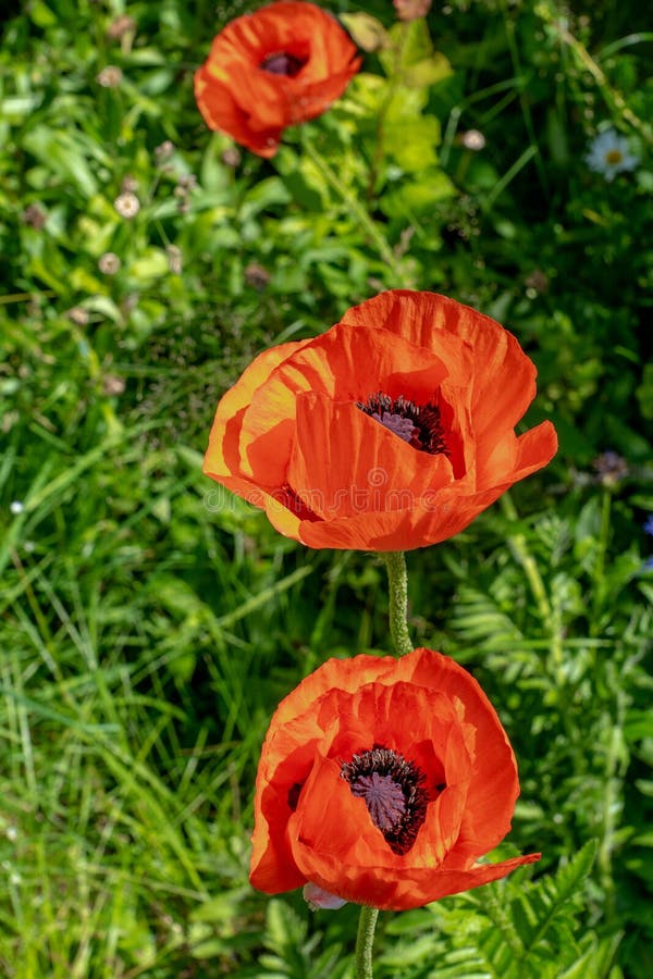 Red Colored Poppy Flowers Along the Side of the Road in Nieuwerkerk Aan ...
