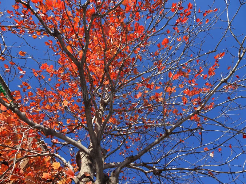 Bright Orange Fall Foliage on the Tree Branches Stock Photo - Image of ...