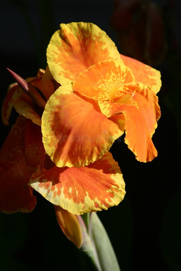 Bright orange flower stock image. Image of petals, flower - 281661