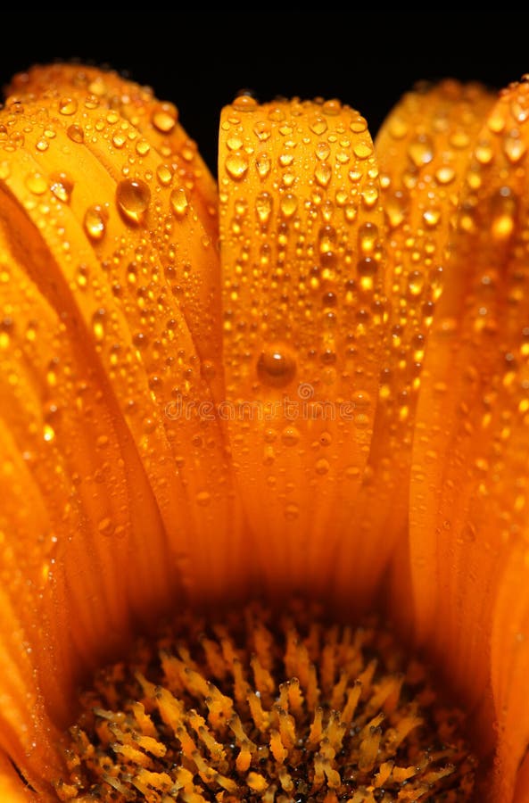 Orange Flower Macro Water Drops Stock Image - Image of drops, beautiful ...