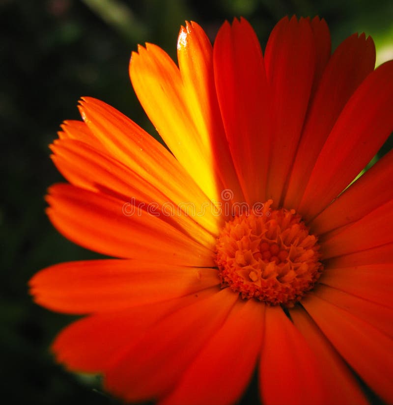 Bright Orange Flower of Calendula Close Up Stock Photo - Image of flora ...