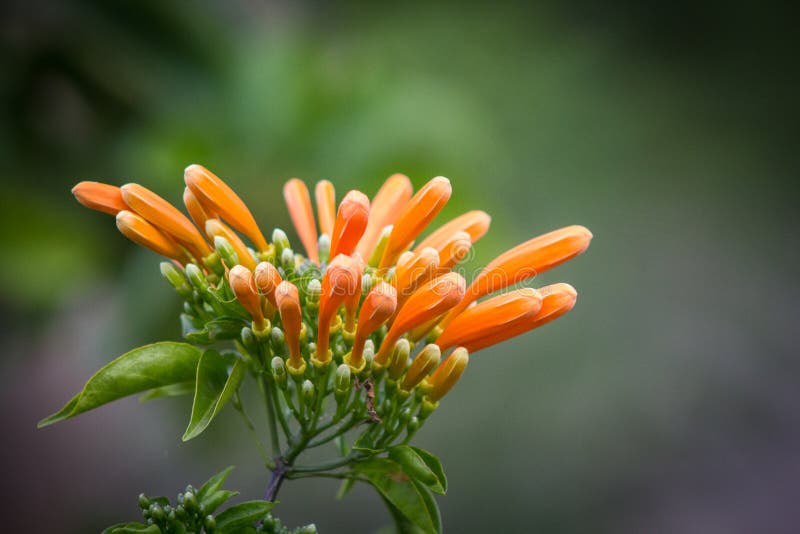 Bright Orange Flower Fuzzy Background Stock Image - Image of collecting ...